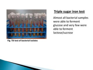 Isolation and identification of bacteria from Labeo rohita | PPTX