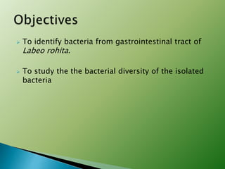 Isolation and identification of bacteria from Labeo rohita | PPTX