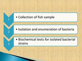 Isolation and identification of bacteria from Labeo rohita | PPTX