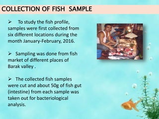 Isolation and identification of bacteria from Labeo rohita | PPTX