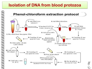 Isolation of DNA from parasites | PPT