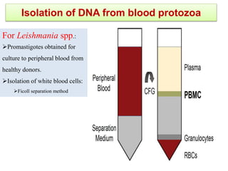 Isolation of DNA from parasites | PPTX