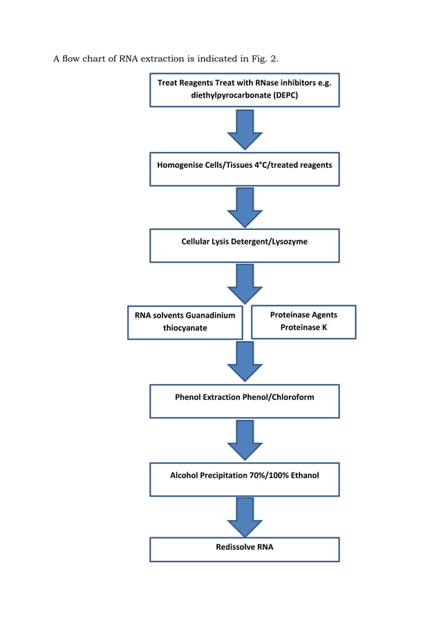 Isolation of dna | PDF