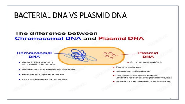 ISOLATION OF DNA FROM BACTERIAL CELL 1.pptx