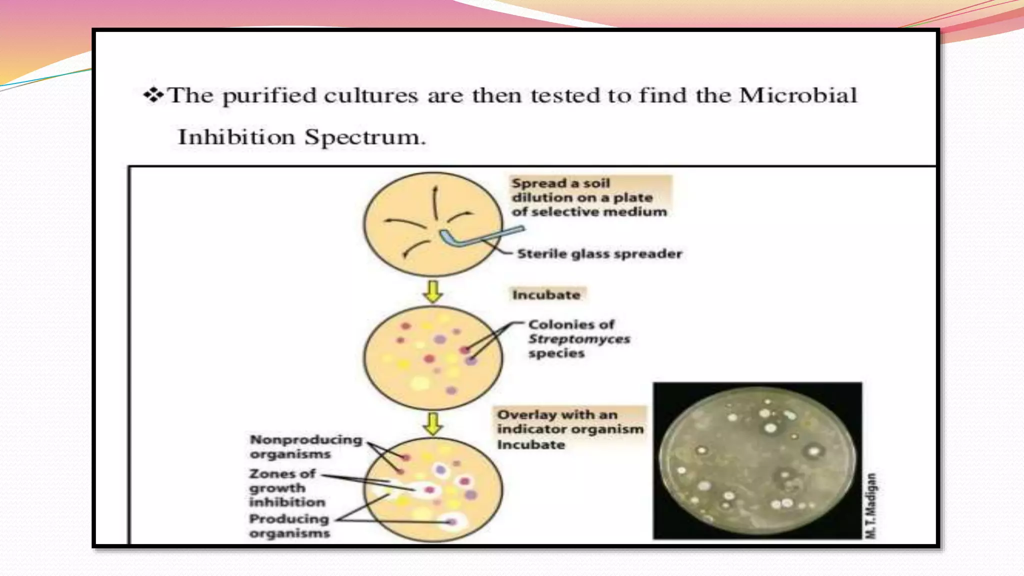 Isolation of industrial microorganisms | PPTX