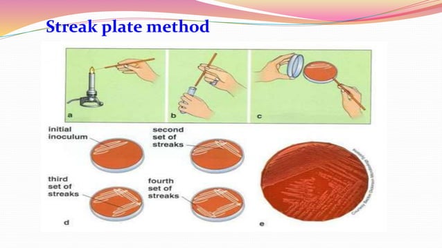 Isolation of industrial microorganisms | PPTX | Biological Sciences ...