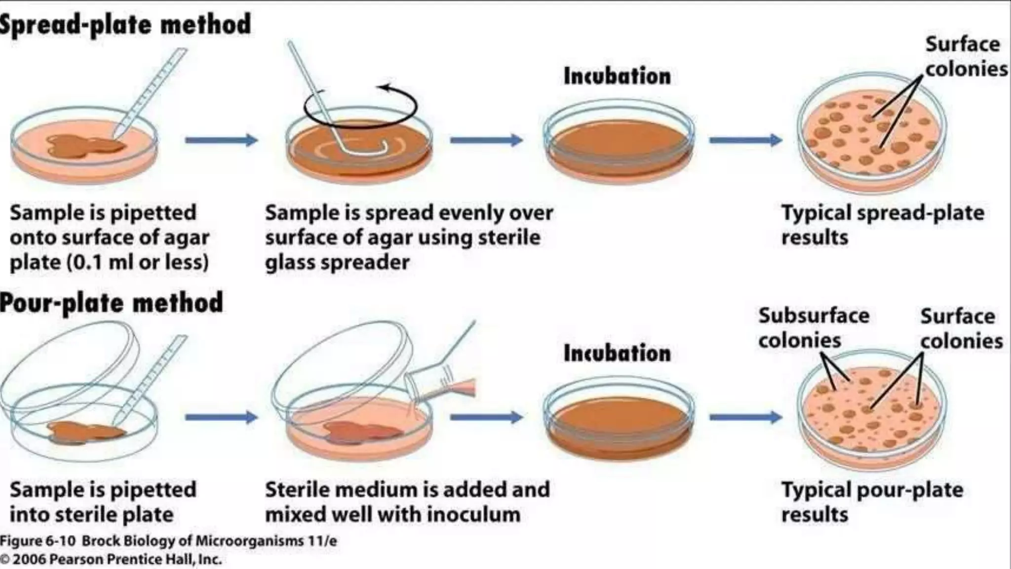 Isolation of microbes , its all types, handling, advantages and dis ...