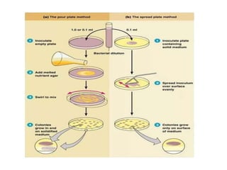 Isolation of microbes.ppt | Chemistry | Science