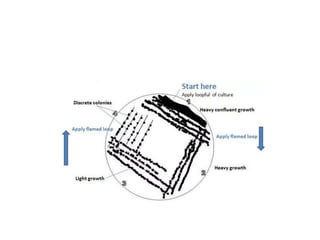 Isolation of microbes.ppt | Chemistry | Science