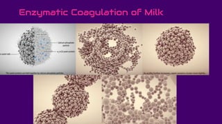 Isolation of milk clotting enzymes | PPT