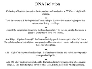 Isolation of mrsa isolates | PPTX