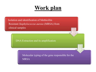 Isolation of mrsa isolates | PPTX | Genetics | Science