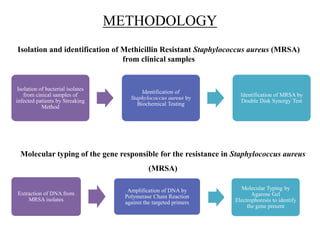 Isolation of mrsa isolates | PPTX | Genetics | Science