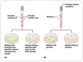 Isolation of mutant | PPTX