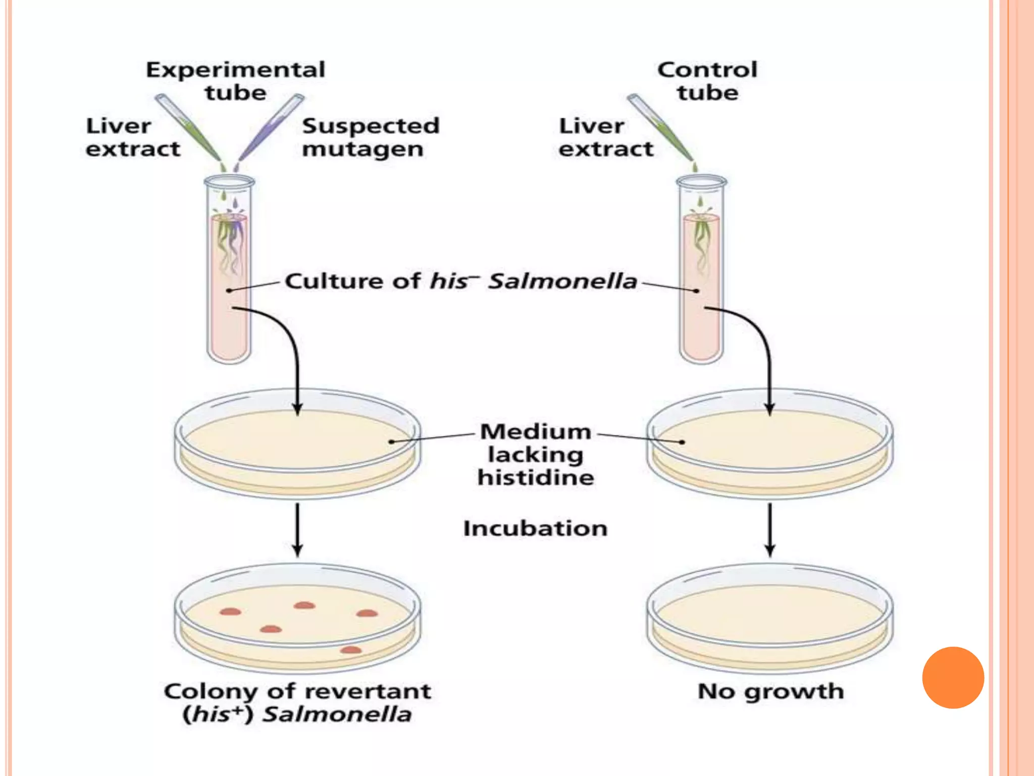 Isolation of mutants | PPTX