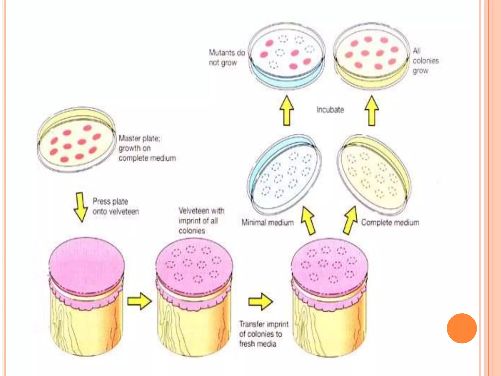 Isolation of mutants | PPTX