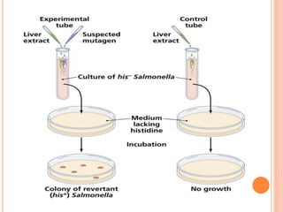 Isolation of mutants | PPTX