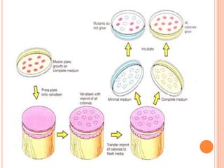 Isolation of mutants | PPTX
