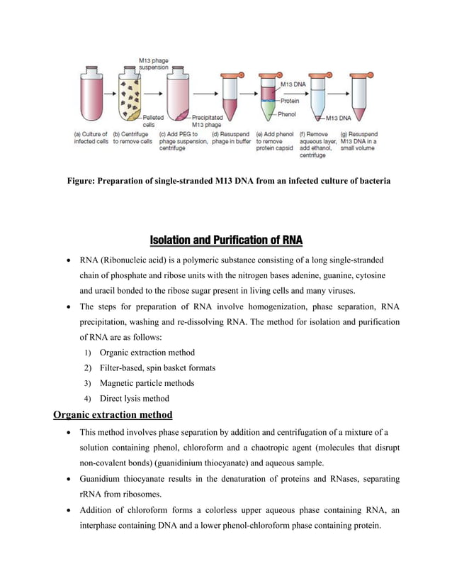 Isolation of DNA | PDF