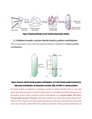 Isolation of DNA | PDF