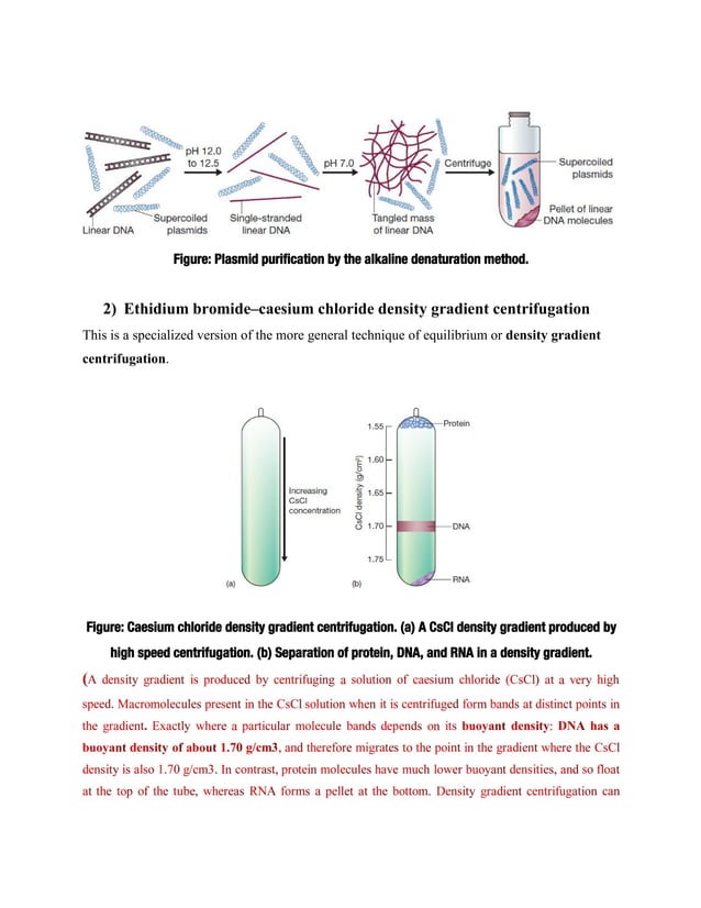 Isolation of DNA | PDF