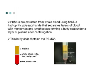 Isolation of pbmc | PDF
