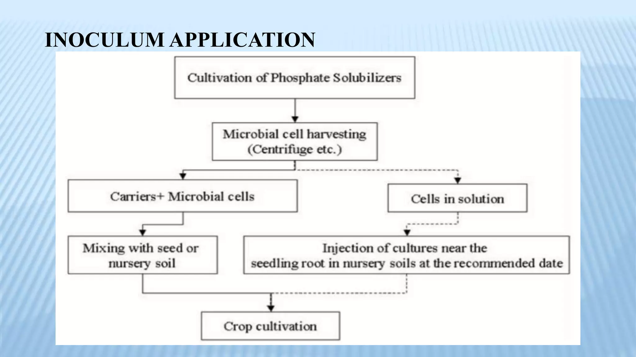 Isolation of phosphate solubilizing bacteria (PSB) from soil Likhith K ...