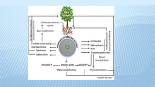 Isolation of phosphate solubilizing bacteria (PSB) from soil Likhith K ...