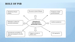 Isolation of phosphate solubilizing bacteria (PSB) from soil Likhith K ...