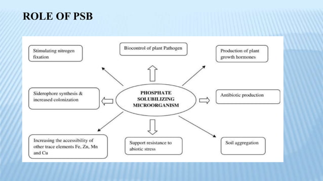 Isolation of phosphate solubilizing bacteria (PSB) from soil Likhith K ...