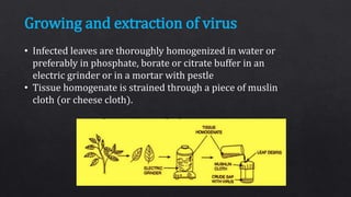 ISOLATION OF PLANT VIRUS .pptx
