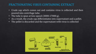 ISOLATION OF PLANT VIRUS .pptx