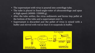 ISOLATION OF PLANT VIRUS .pptx
