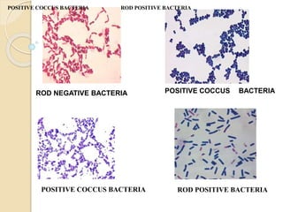Isolation of protease producing microorganism | PPTX