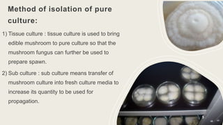 isolation of pure culture.pptx