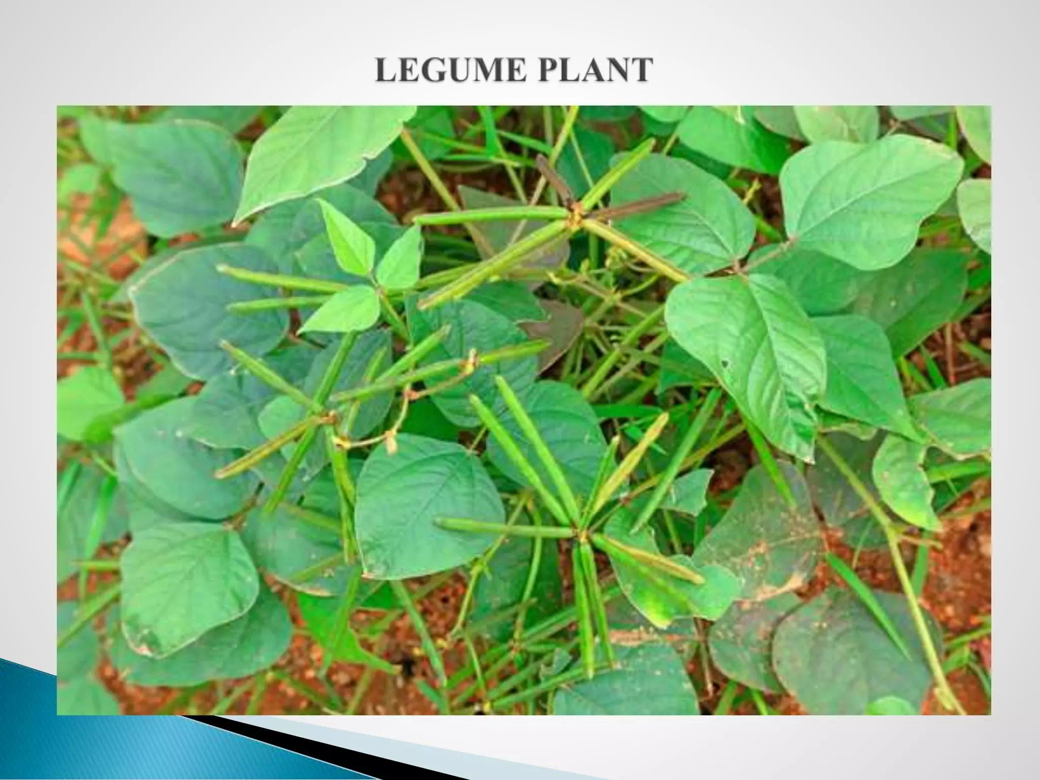 ISOLATION OF Rhizobium.pdf