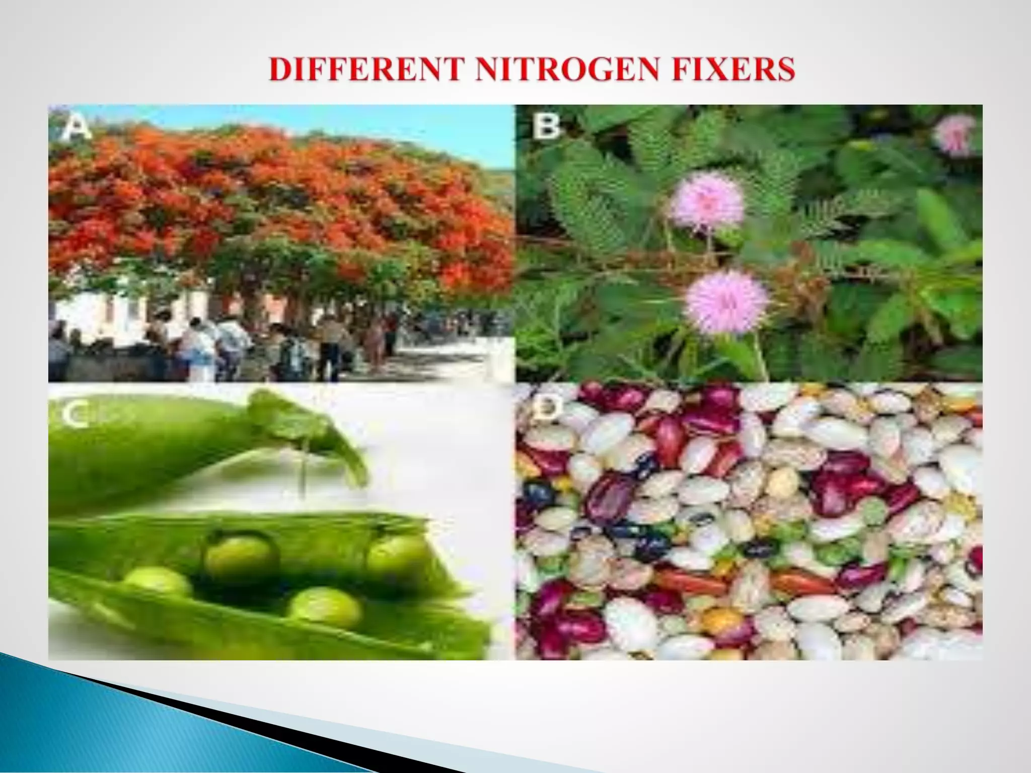 ISOLATION OF Rhizobium.pdf