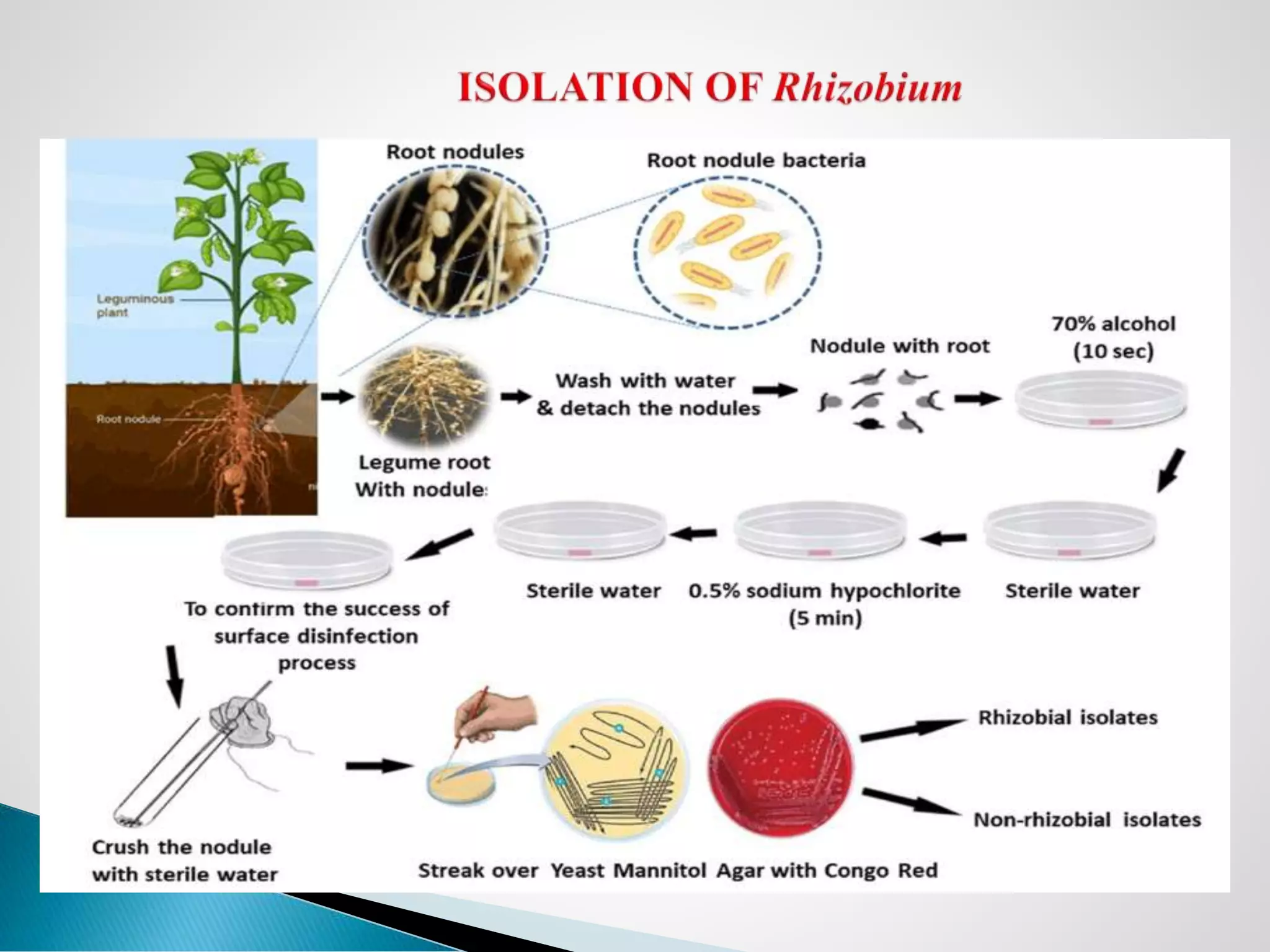 ISOLATION OF Rhizobium.pdf