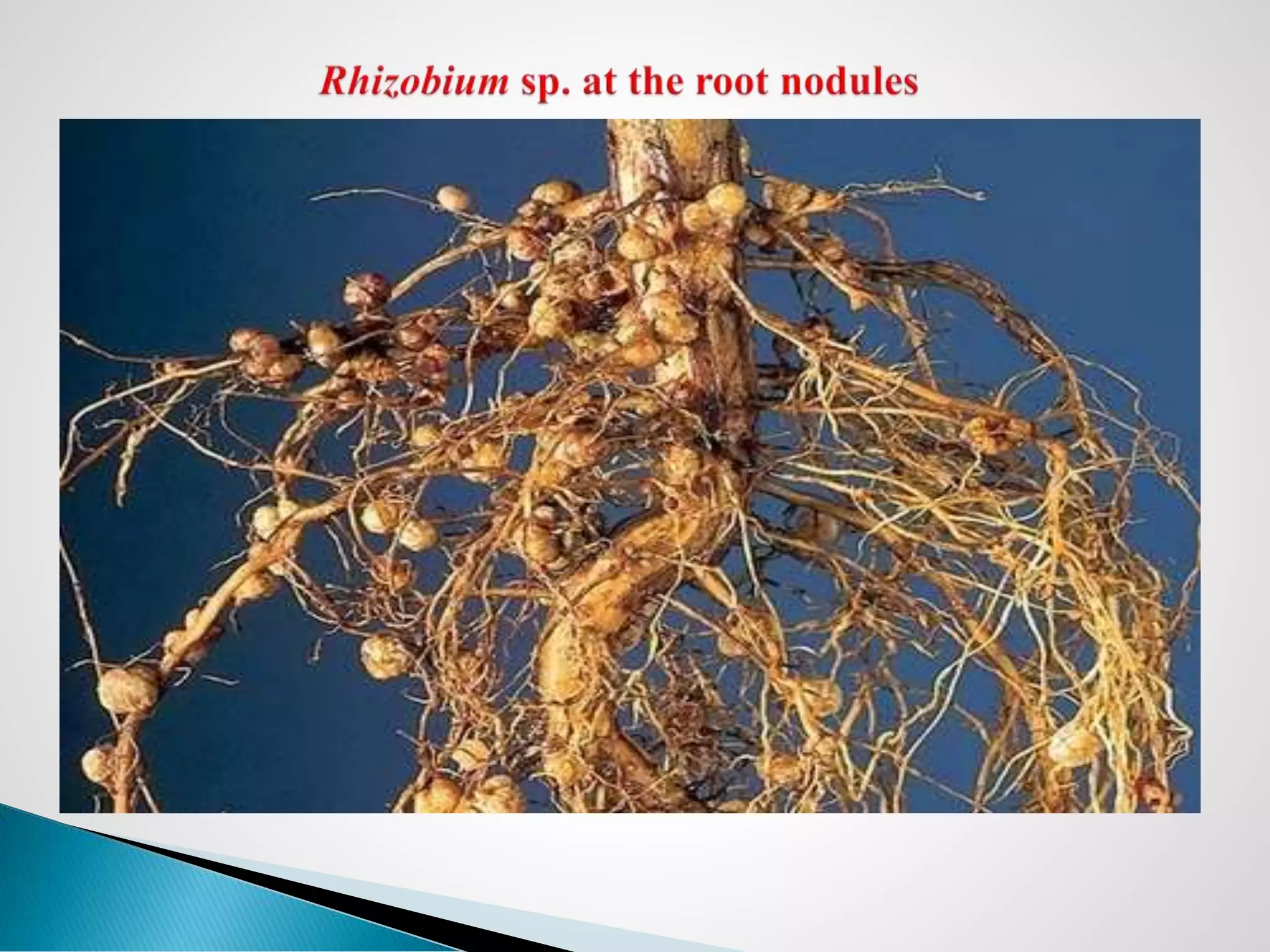 ISOLATION OF Rhizobium.pdf