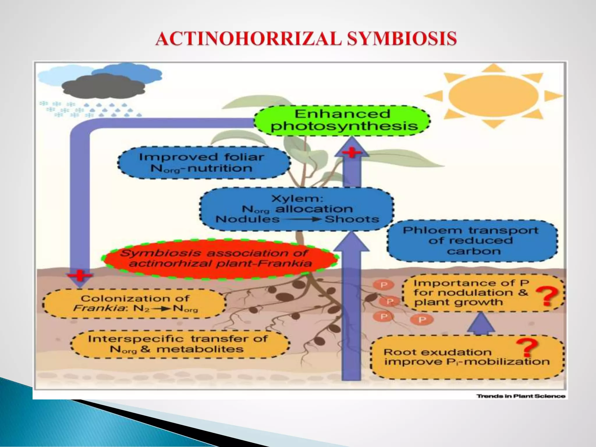 ISOLATION OF Rhizobium.pdf