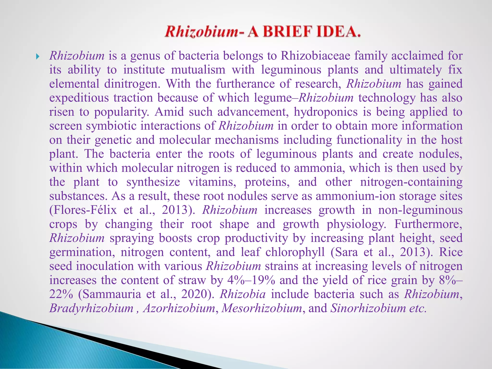 ISOLATION OF Rhizobium.pdf