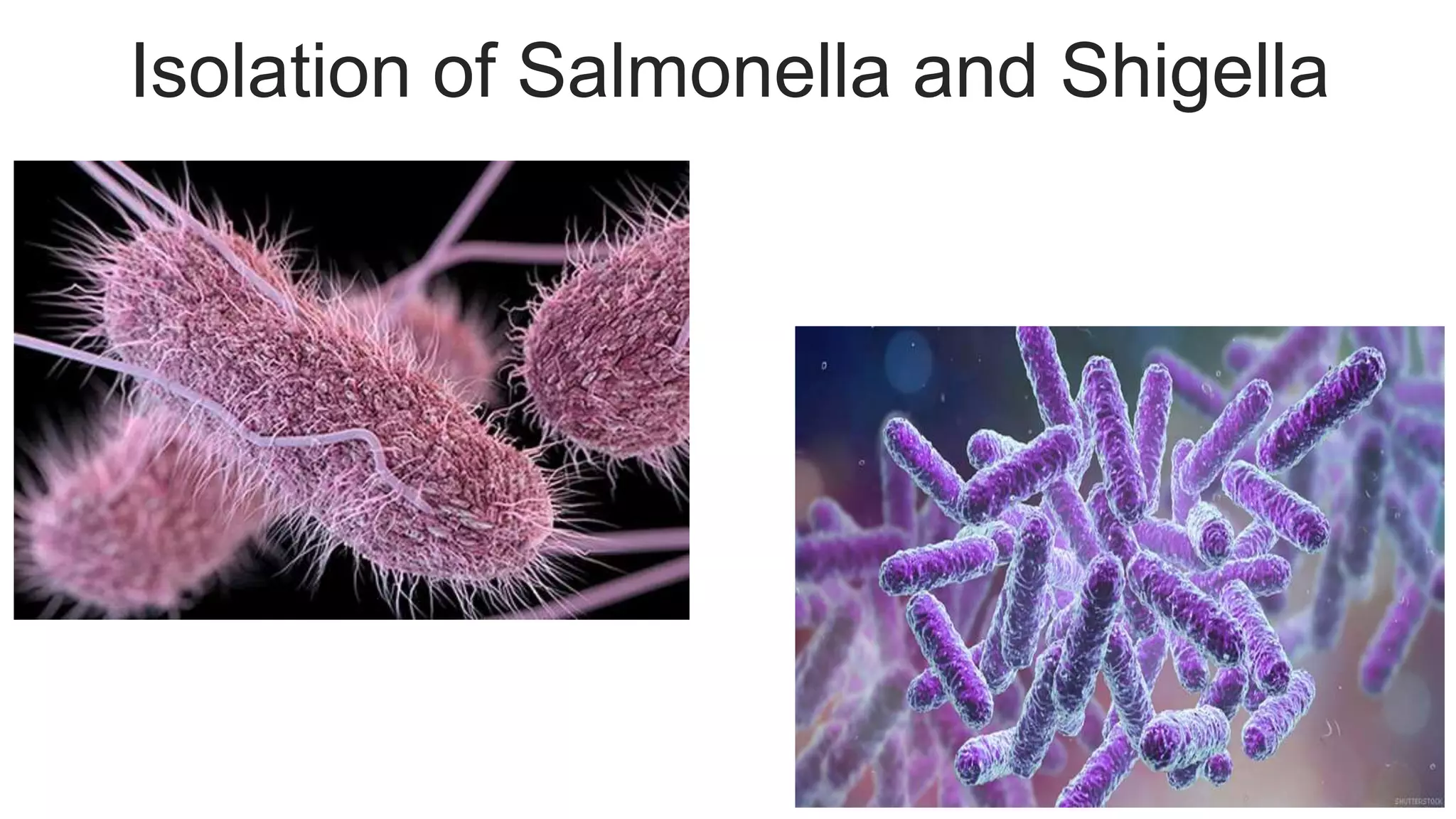 Isolation of some pathogens from milk | PPT
