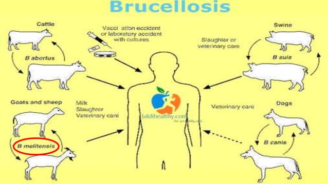 Isolation of some pathogens from milk | PPT