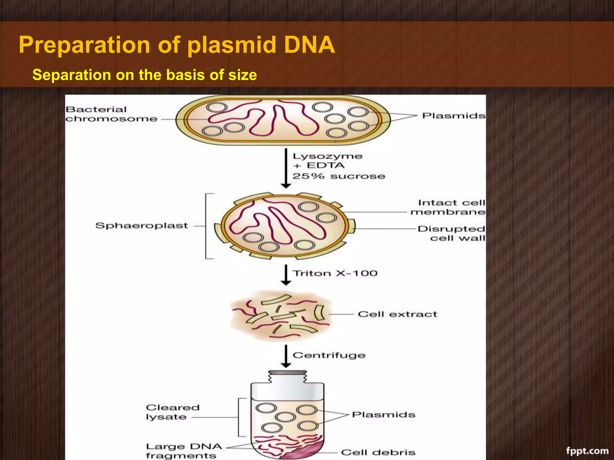 Isolation & Purification of DNA | PPTX
