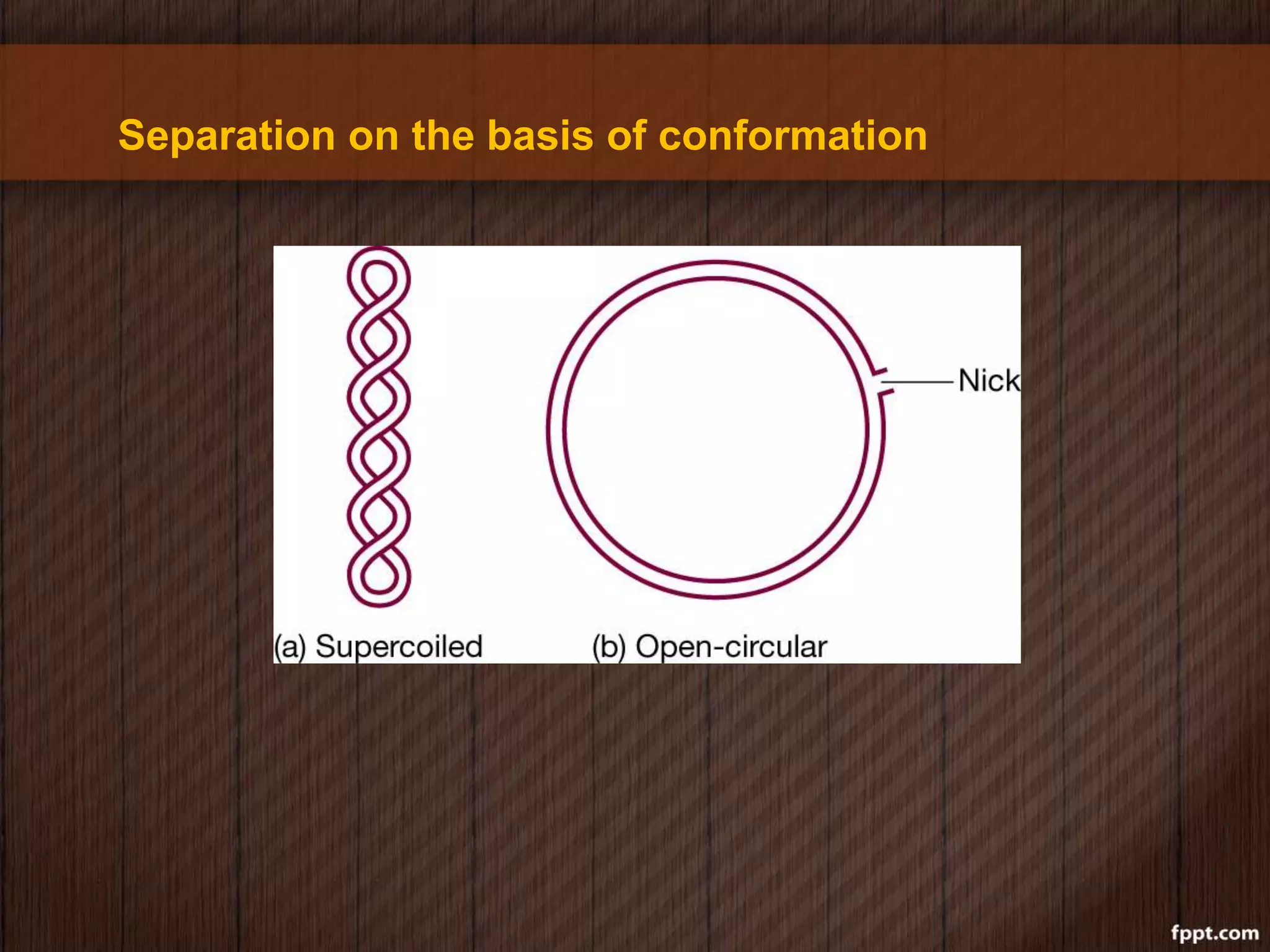 Isolation & Purification of DNA | PPTX