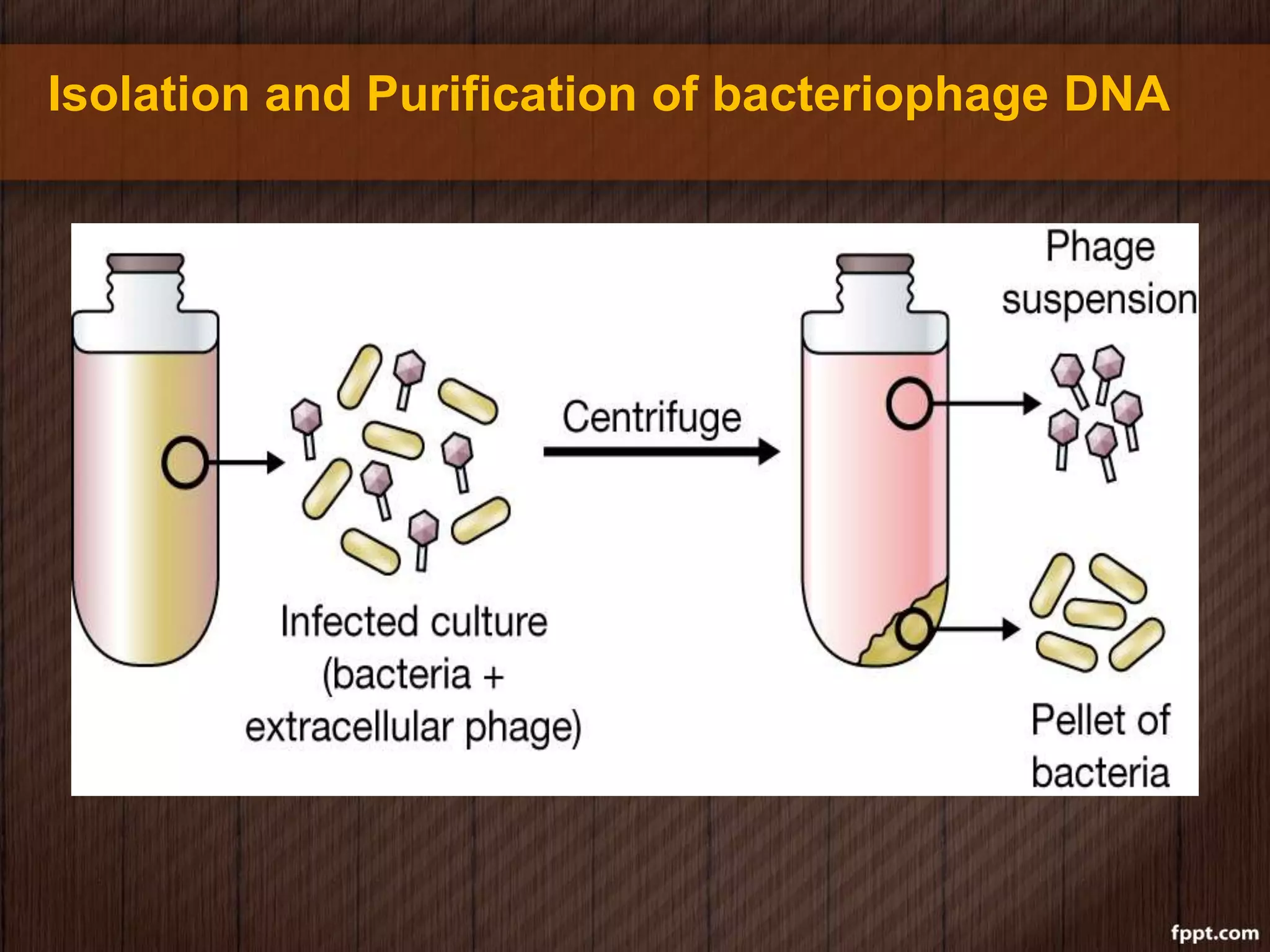 Isolation And Purification Of Dna Pptx Biological Sciences Science