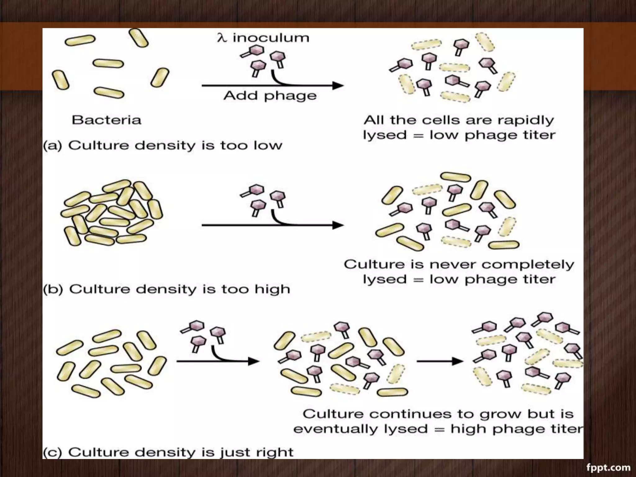 Isolation & Purification of DNA | PPTX