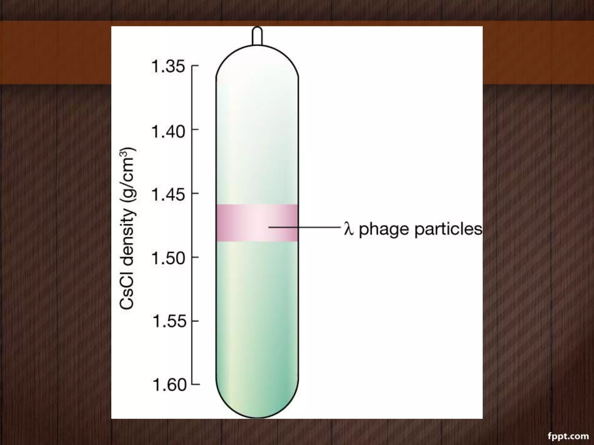 Isolation & Purification of DNA | PPTX