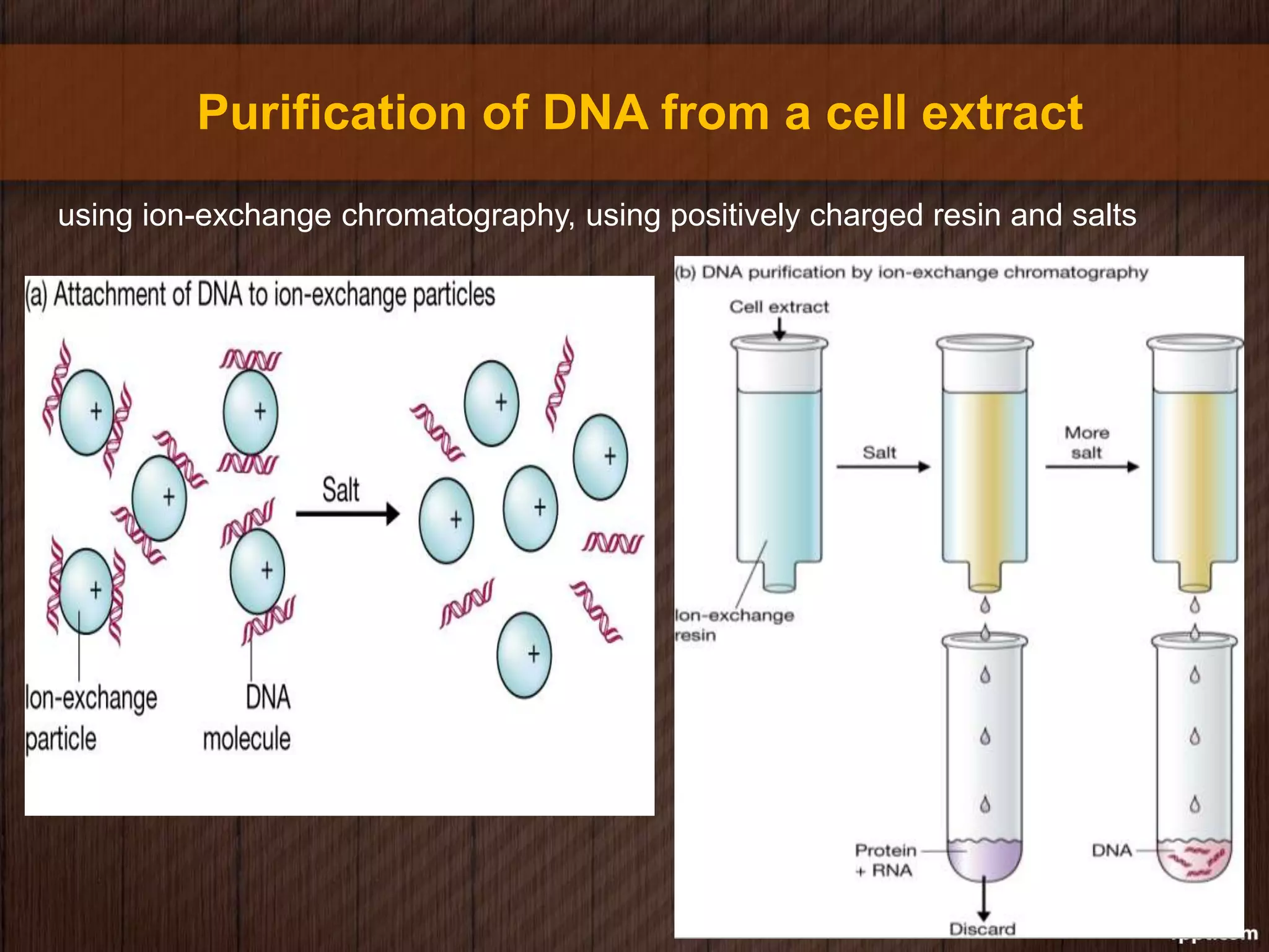 Isolation & Purification of DNA | PPTX