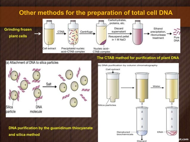 Isolation & Purification of DNA | PPTX | Biological Sciences | Science